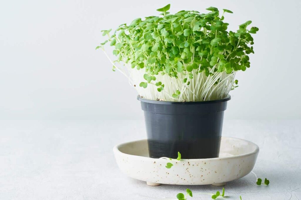 PAKCHOY BOK CHOI WHITE GREEN TYPE MICROGREEN SEEDS 1 KG SEEDS PACK (NON ...